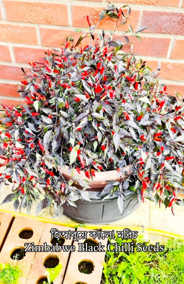 Zimbabwe Black Chilli Seeds – 15 Seeds | জিম্বাবুয়ে কালো মরিচের বীজ ...